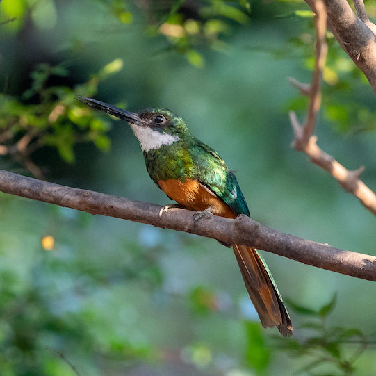 Rufous Tailed Jacamar | Photographer
