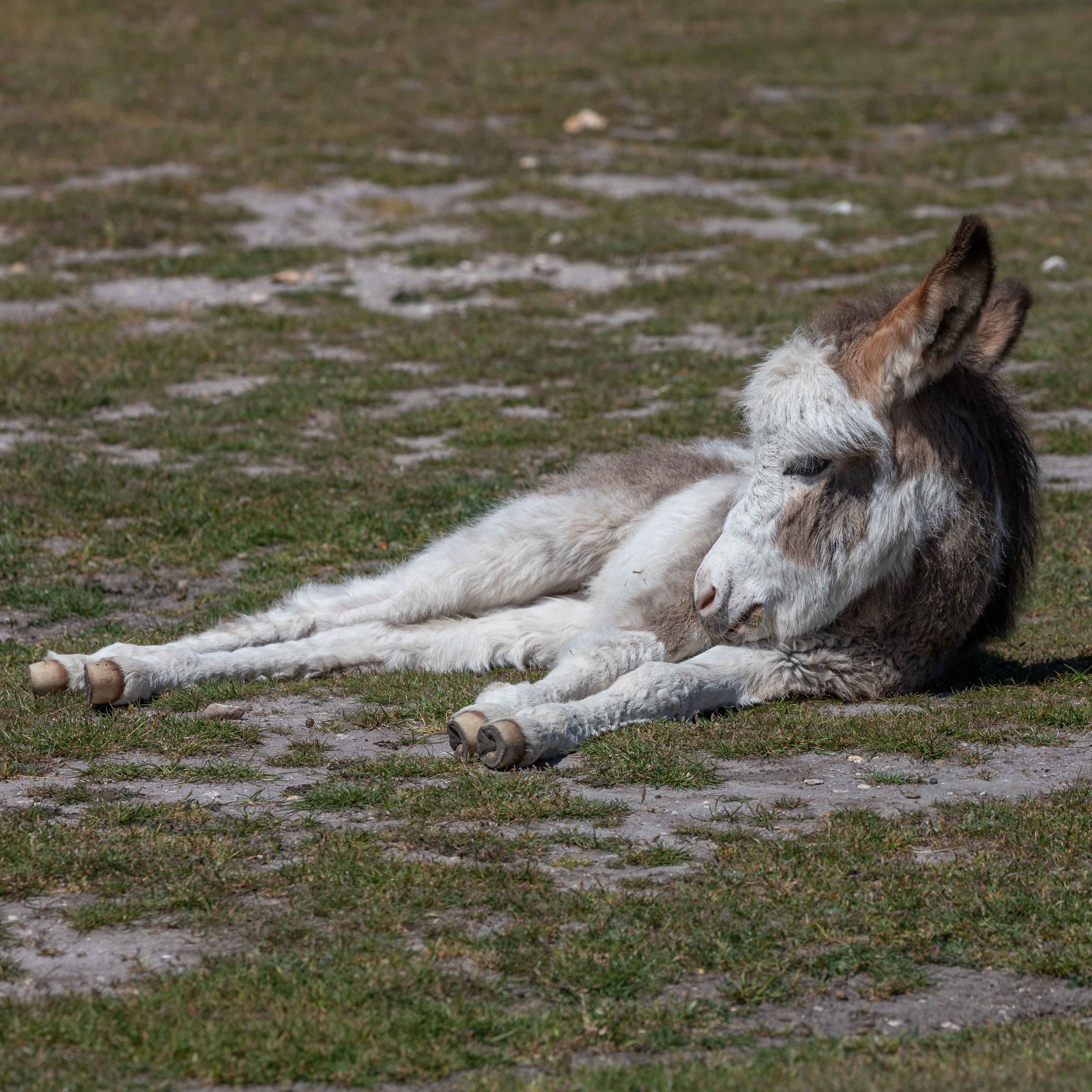 Donkey (Colt) in the New Forest | Photographer