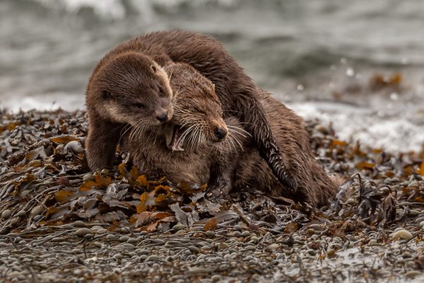 Otter & pup | Photographer