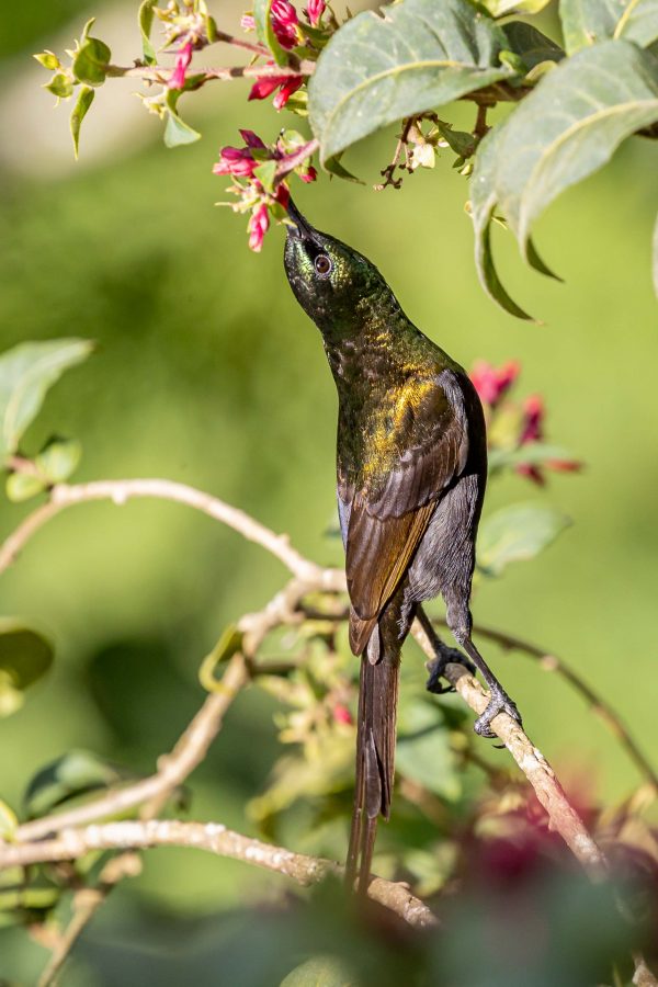 Long-tailed Bronze Sunbird | Photographer